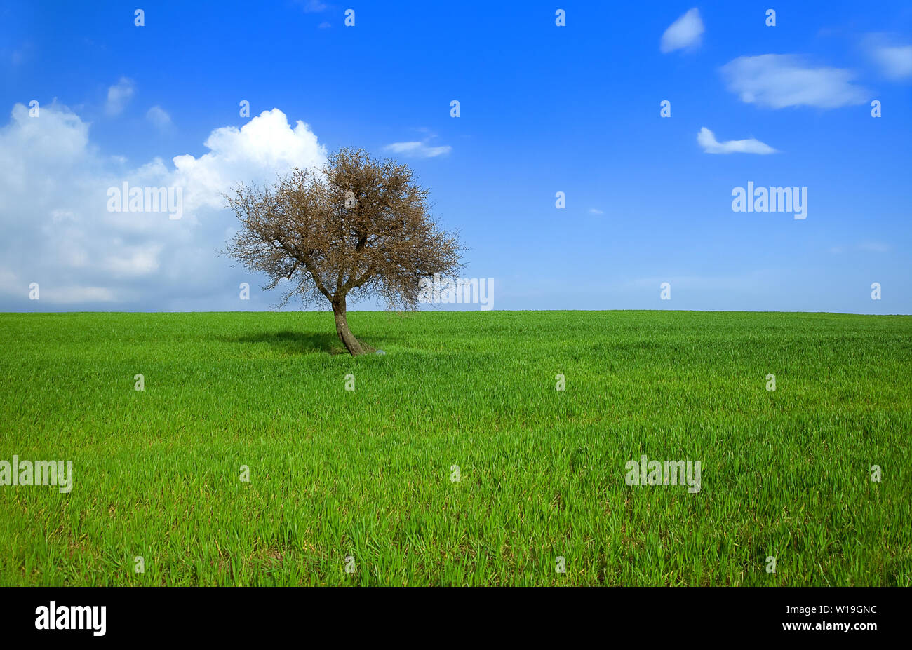 Green field and lonely tree Stock Photo - Alamy