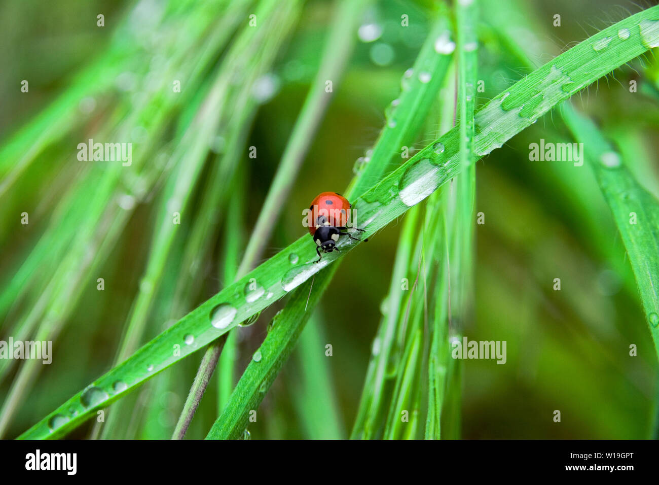 Spring ladybug hi-res stock photography and images - Alamy