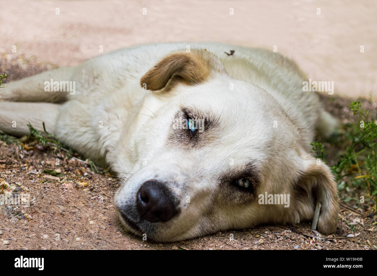 Close up of a stray dog with blue eyes lying on the ground in a park ...