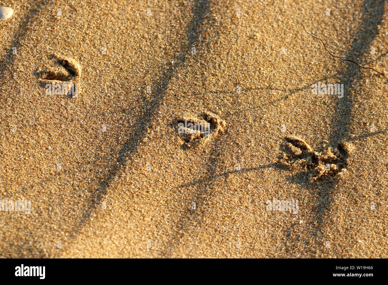 Bird footprint hi-res stock photography and images - Alamy