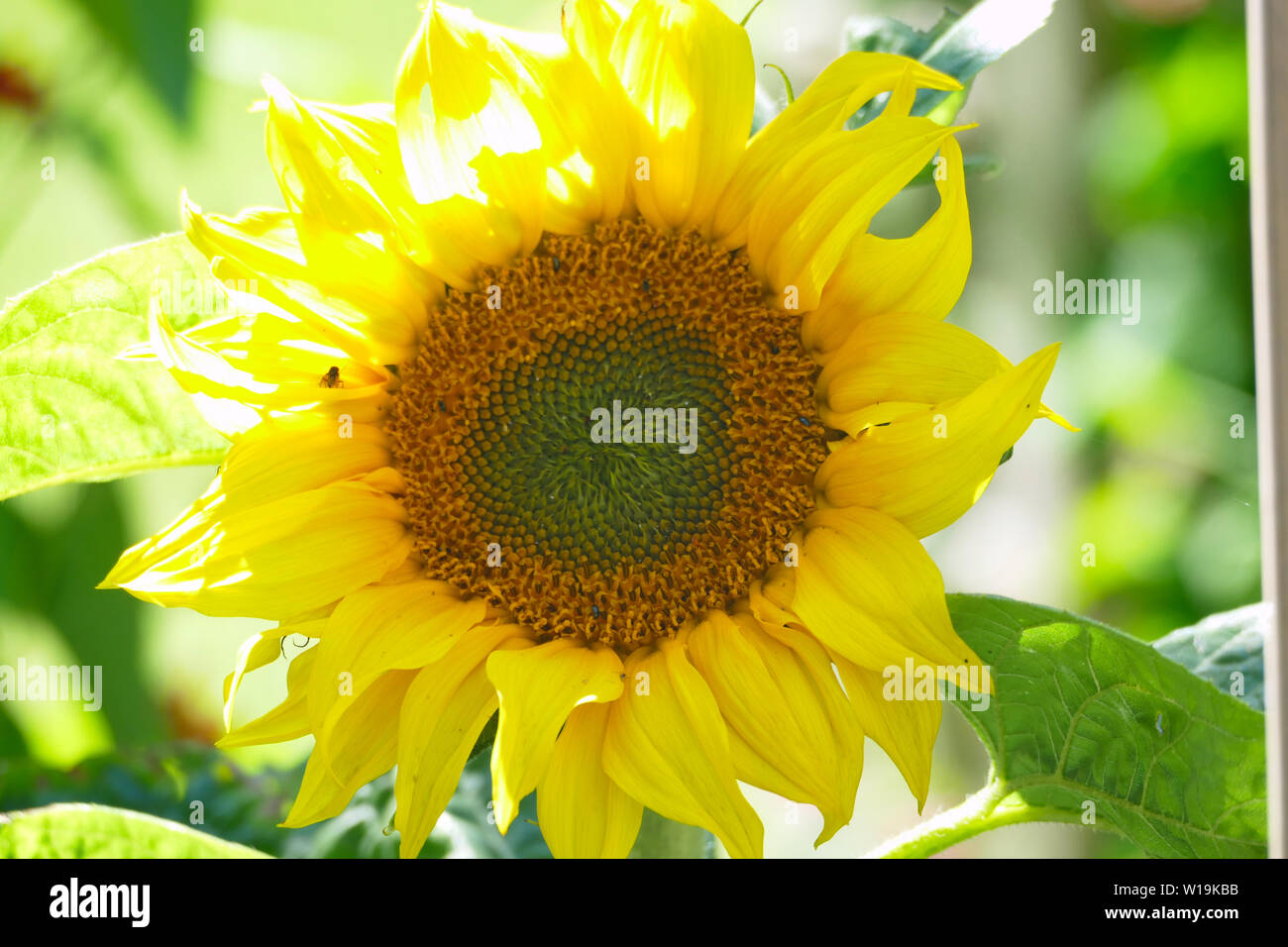 Sunflower seed head leaf hi-res stock photography and images - Alamy