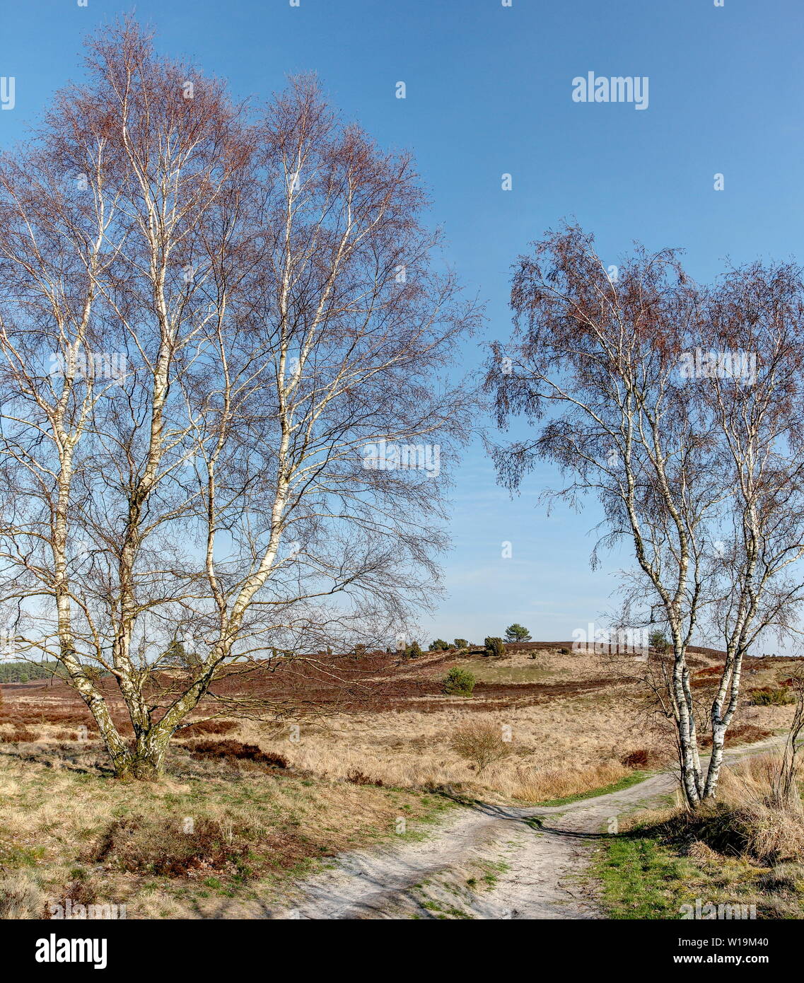 Gentle hills, idyllic hiking trails lined with birches run through the ...