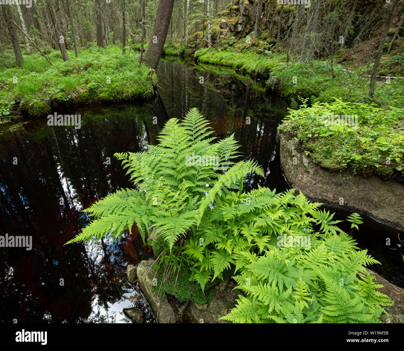 Creek in the bush hi-res stock photography and images - Alamy