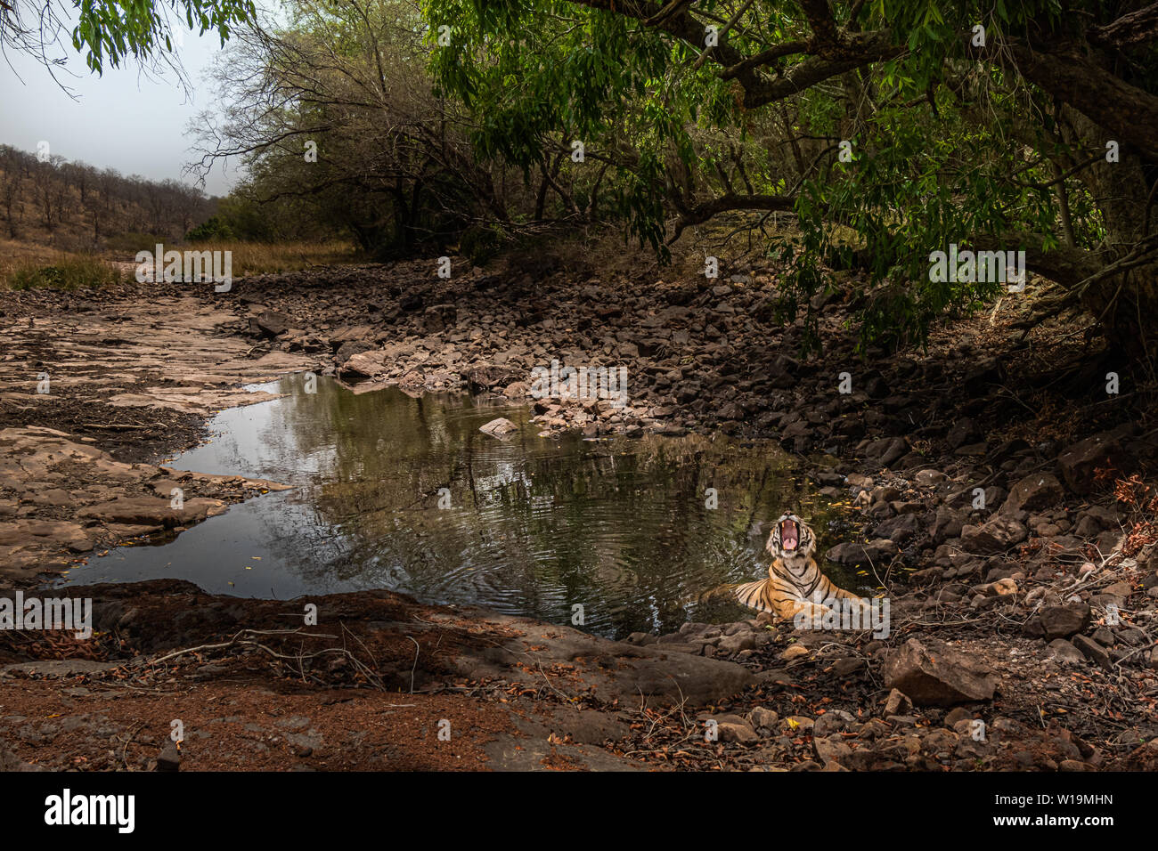 The Majestic World Of Tiger! Stock Photo - Alamy
