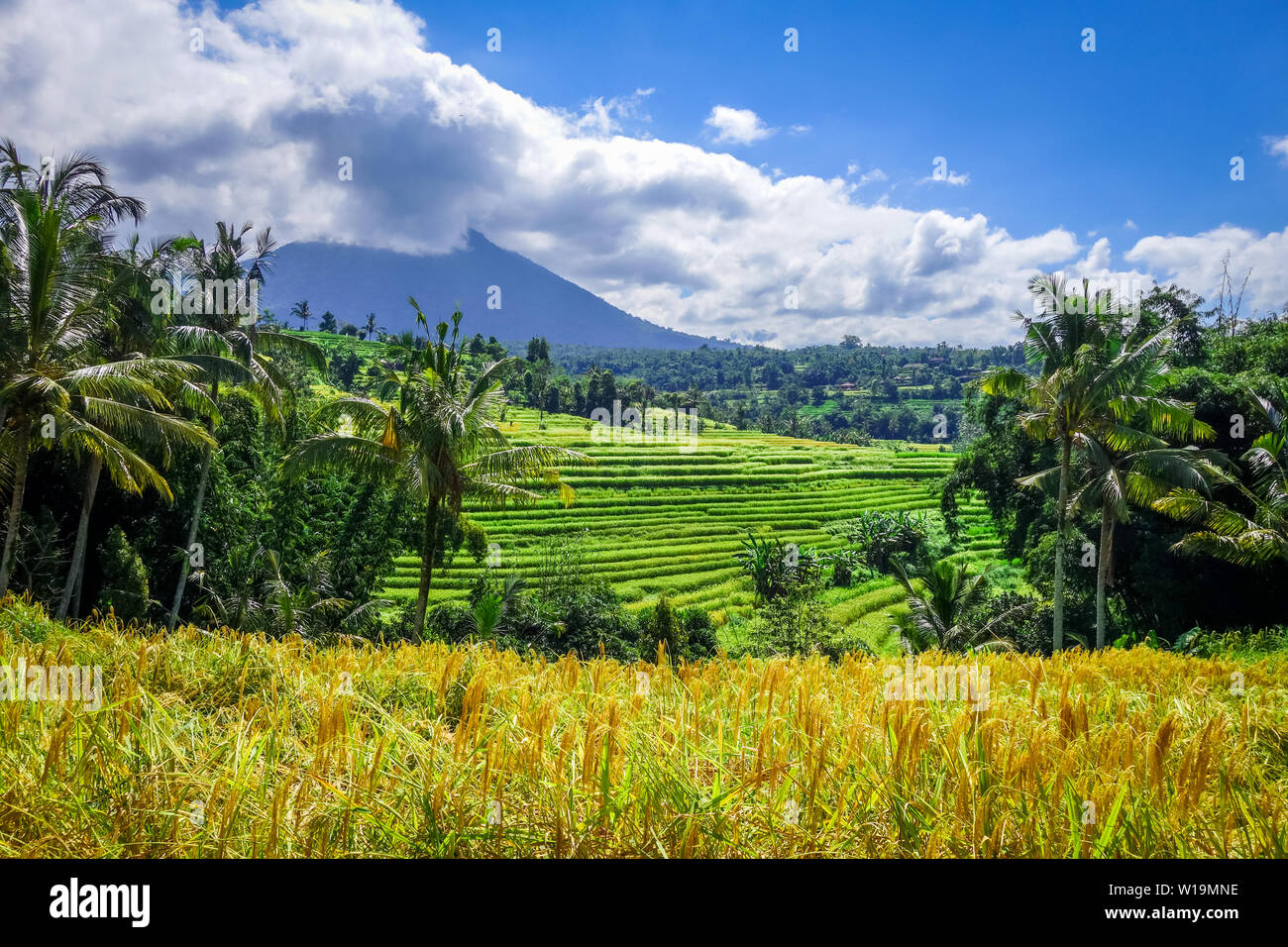 Jatiluwih paddy field rice terraces in Bali, Indonesia Stock Photo - Alamy