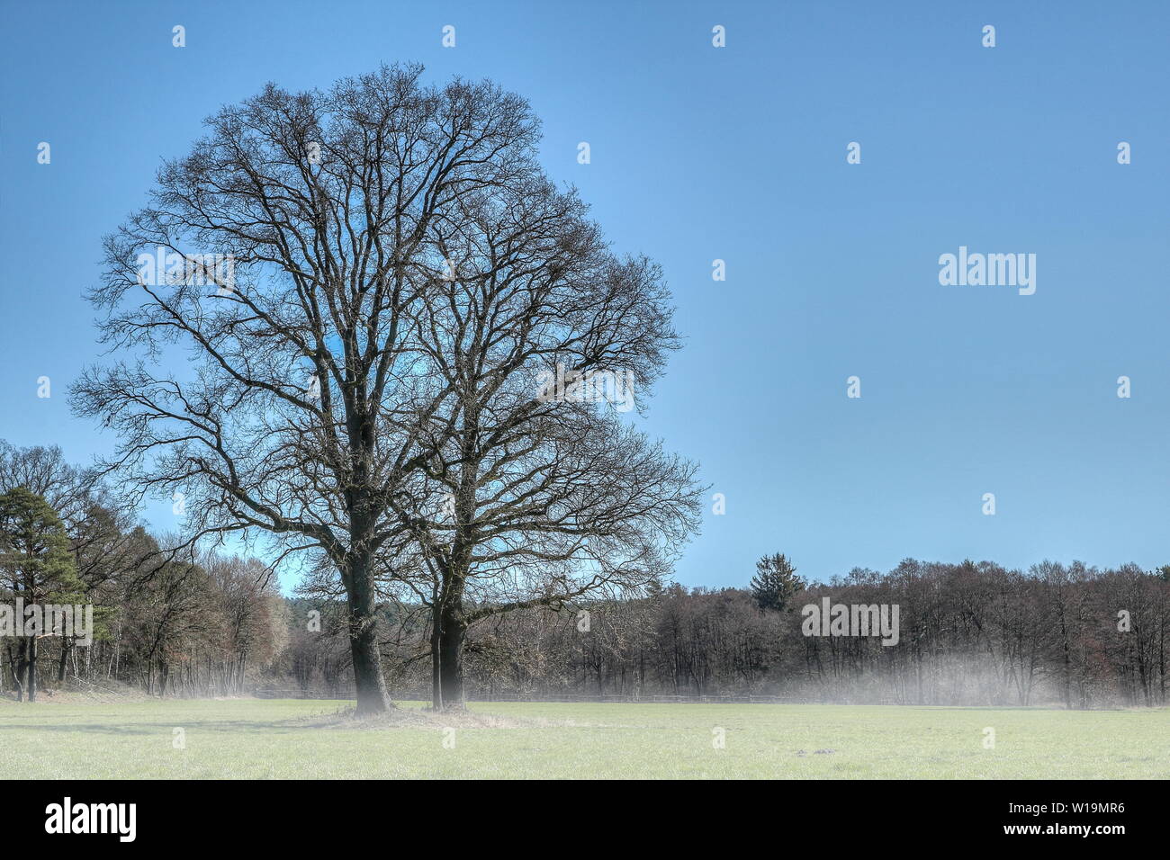 Huge oak trees on a pasture in spring, many hundreds of years old ...