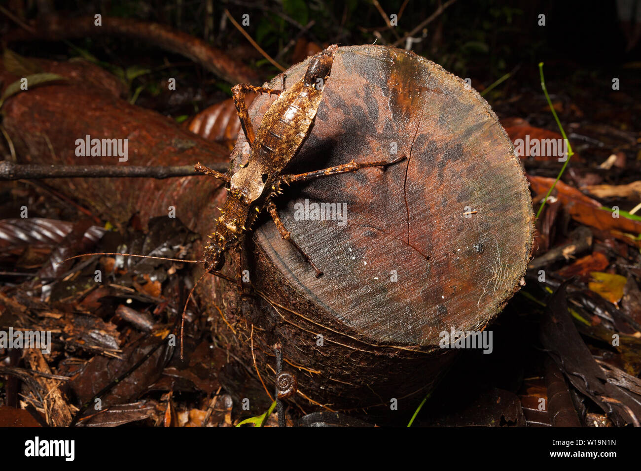 Insects at night in rainforest borneo Stock Photo - Alamy