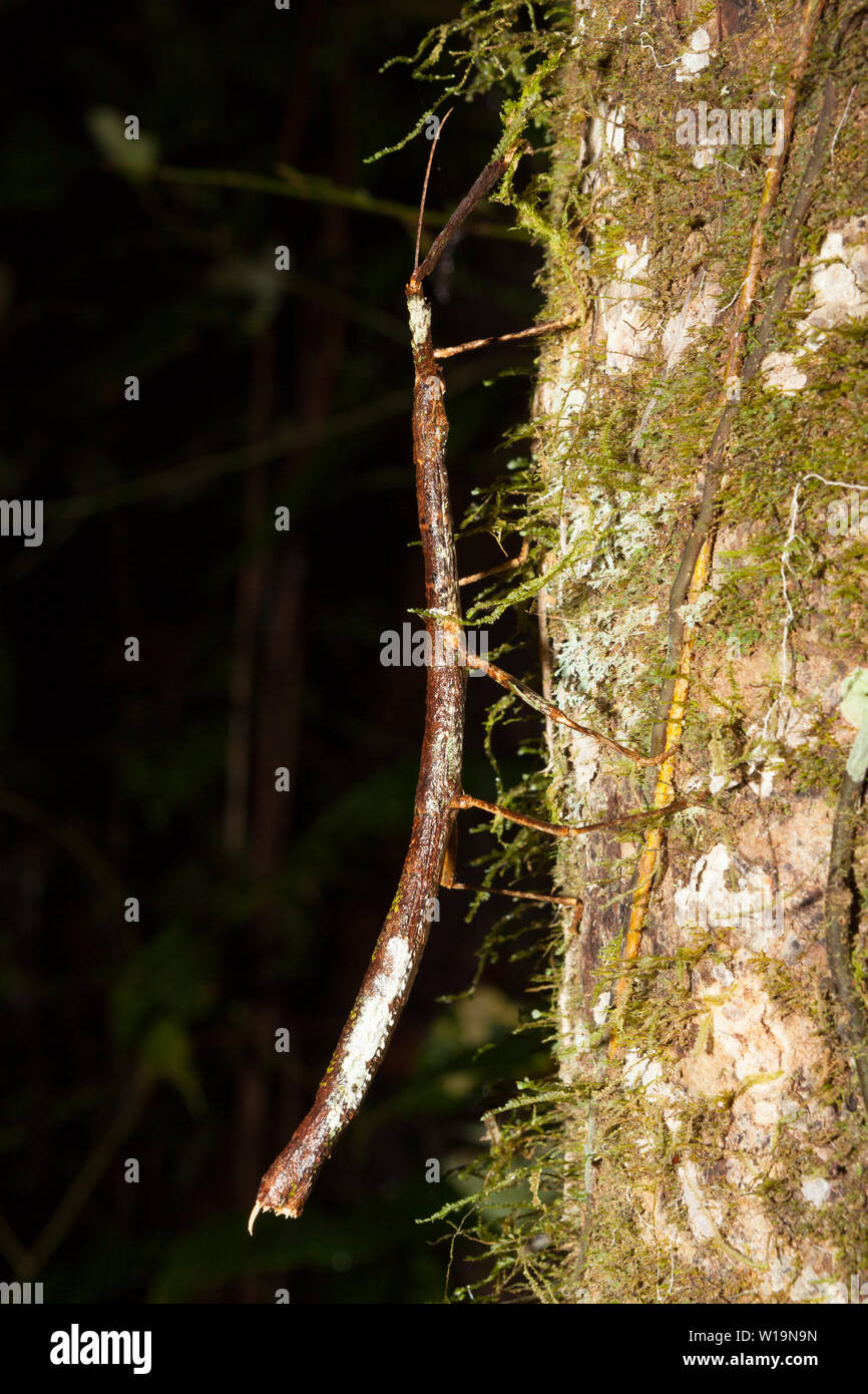 Stick insect at night in rainforest borneo Stock Photo - Alamy