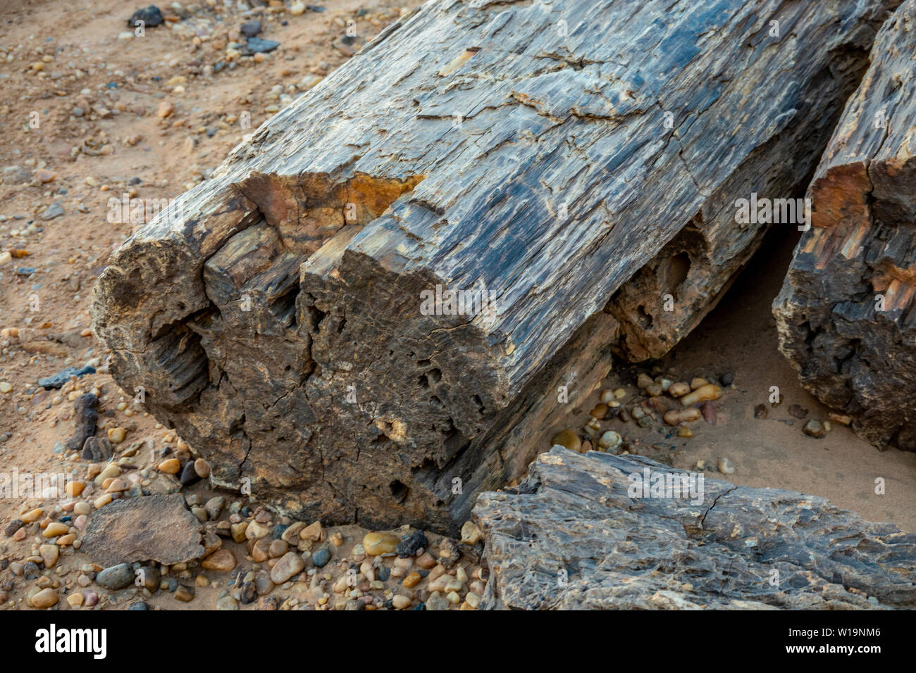 Fossil tree trunk hi-res stock photography and images - Alamy