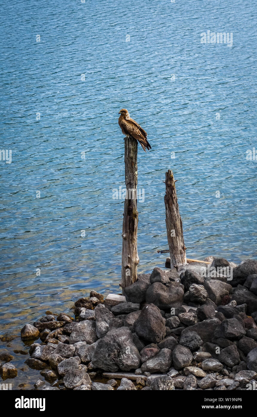 Black kite, Milvus migrans, on lake Chuzenji, Nikko, Japan Stock Photo ...