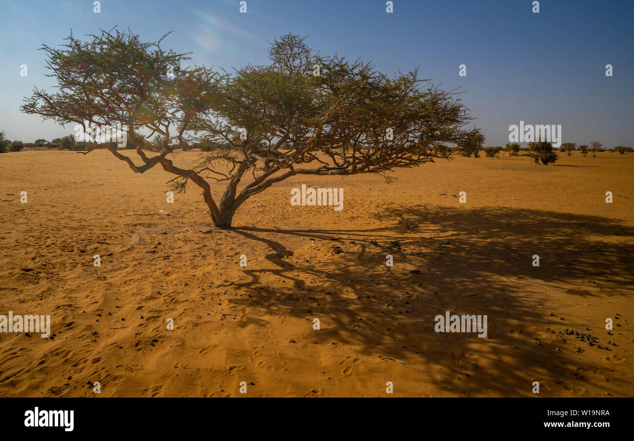 Acacia tree Acacieae in the desert of Sudan, Africa Stock Photo - Alamy