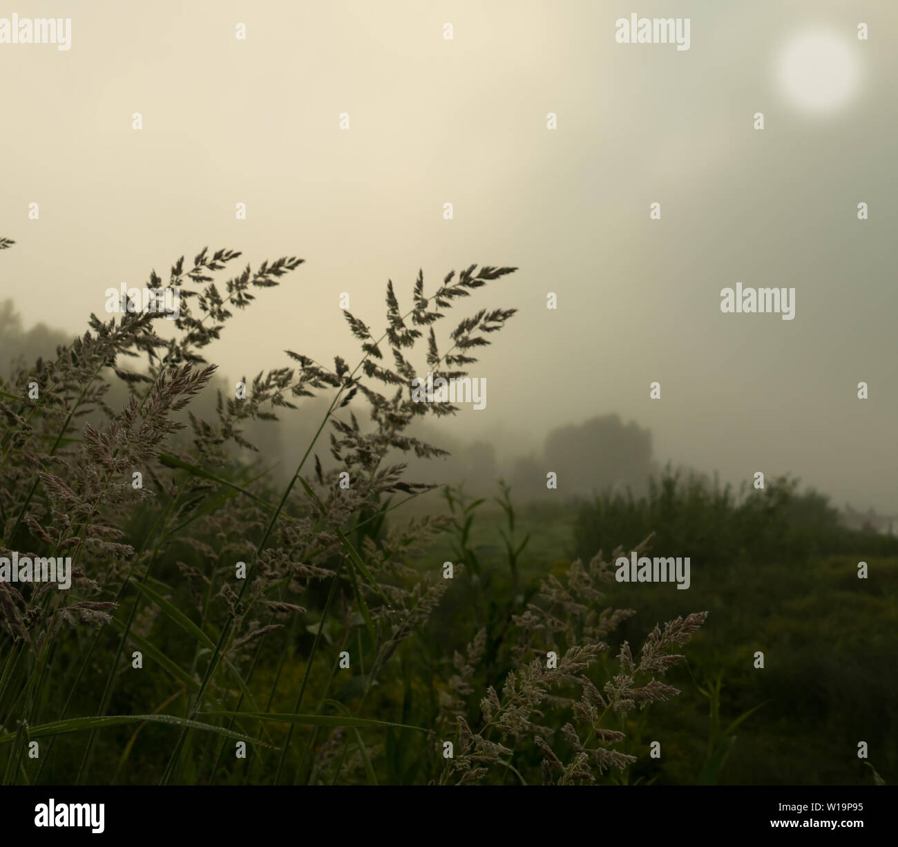 Original natural grass hi-res stock photography and images - Alamy