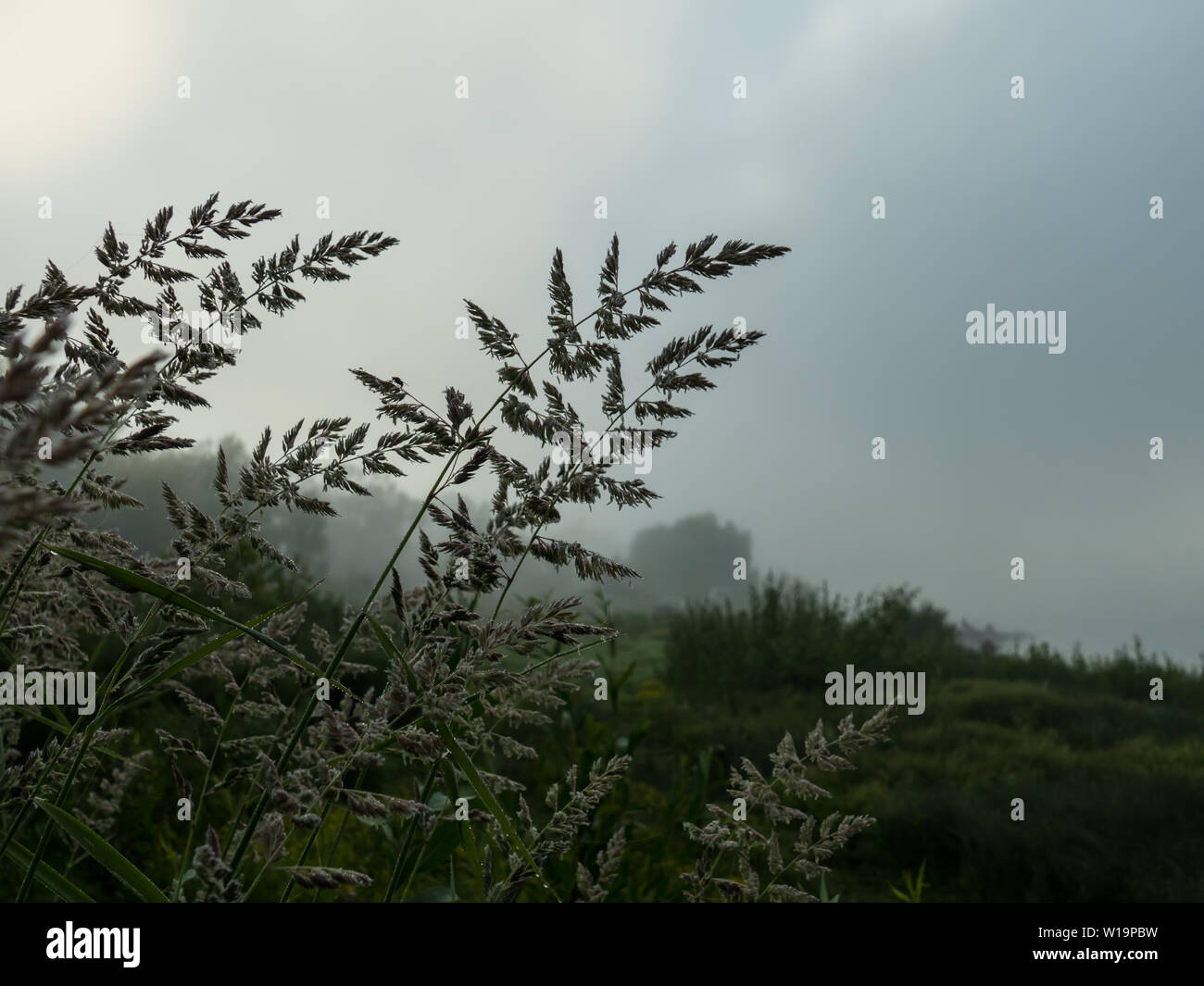 Original natural grass hi-res stock photography and images - Alamy
