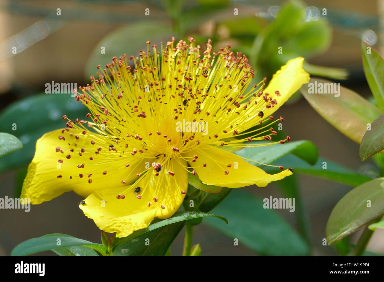 Hyperica hi-res stock photography and images - Alamy