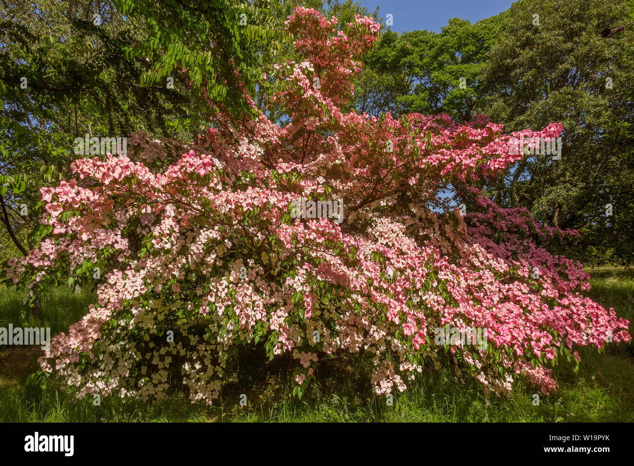 Cornus kousa tree hi-res stock photography and images - Alamy