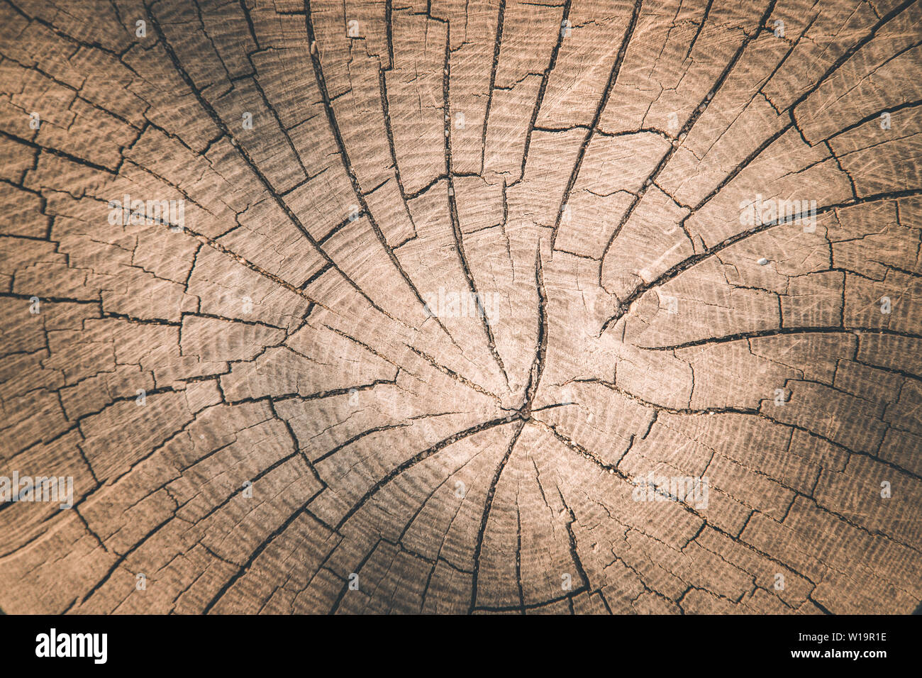 Wooden tree stump, background with wooden texture Stock Photo - Alamy