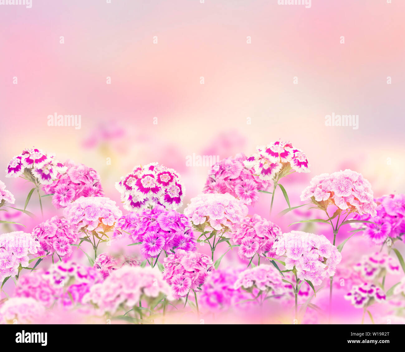 Purple Carnation High Resolution Stock Photography and Images - Alamy