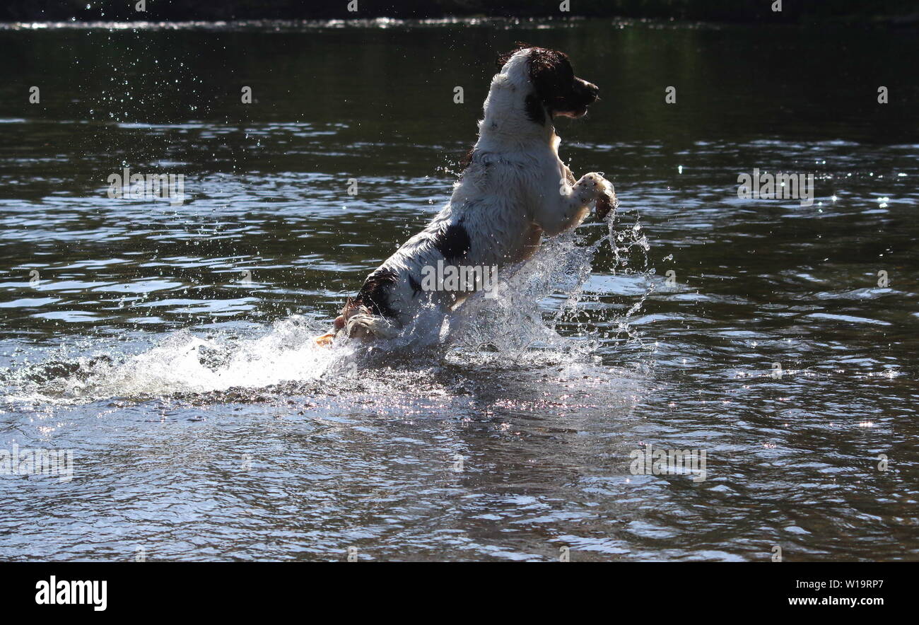 Springer spaniel water splash hi-res stock photography and images - Alamy