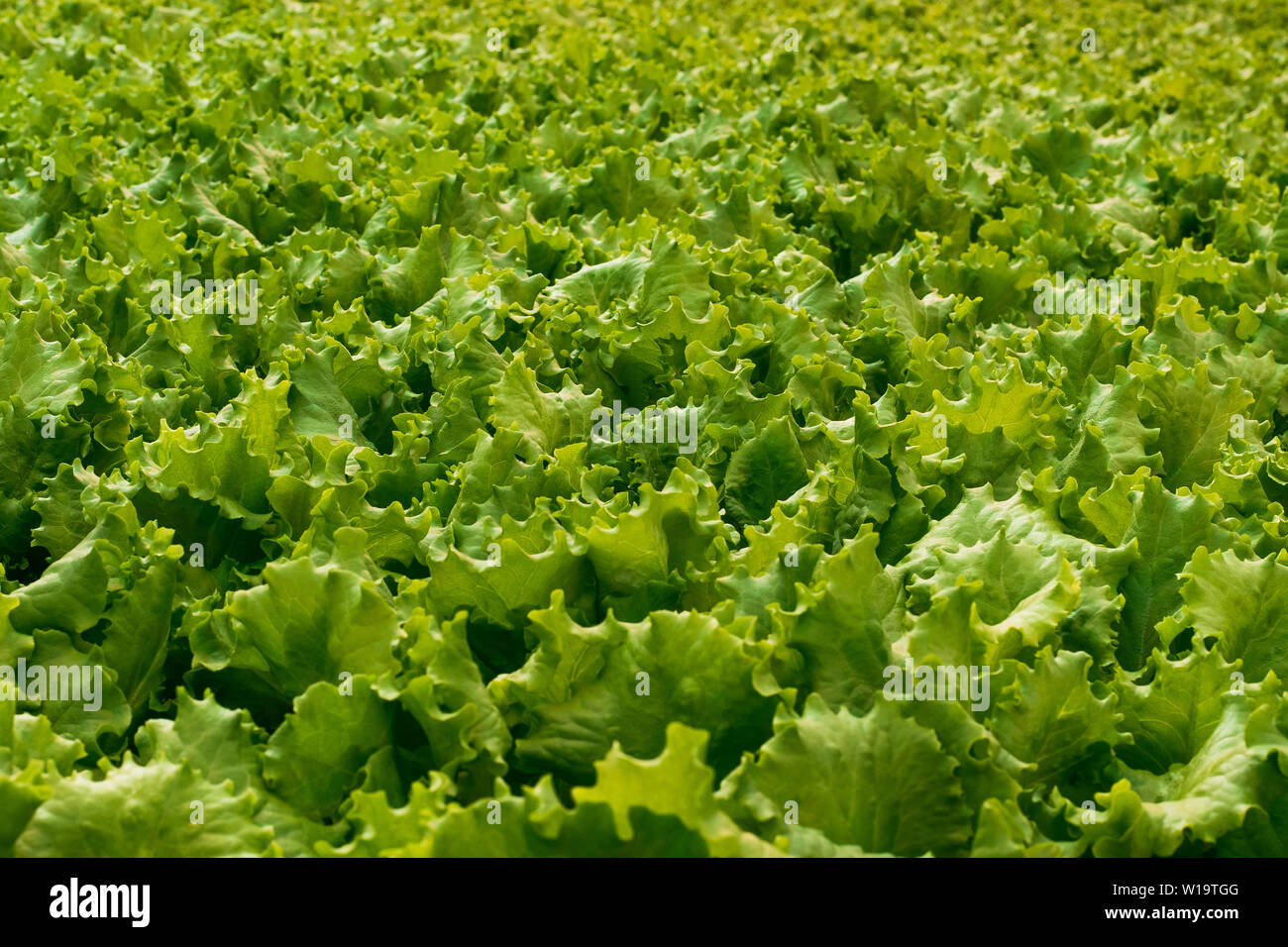 Wallpaper production hi-res stock photography and images - Alamy