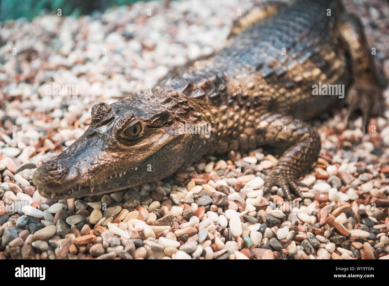 The spectacled caiman Stock Photo - Alamy
