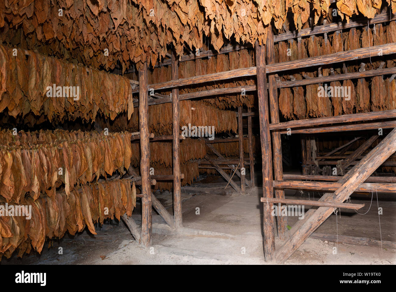 Drying shed full of tobacco leaves being dried in the rural village of ...