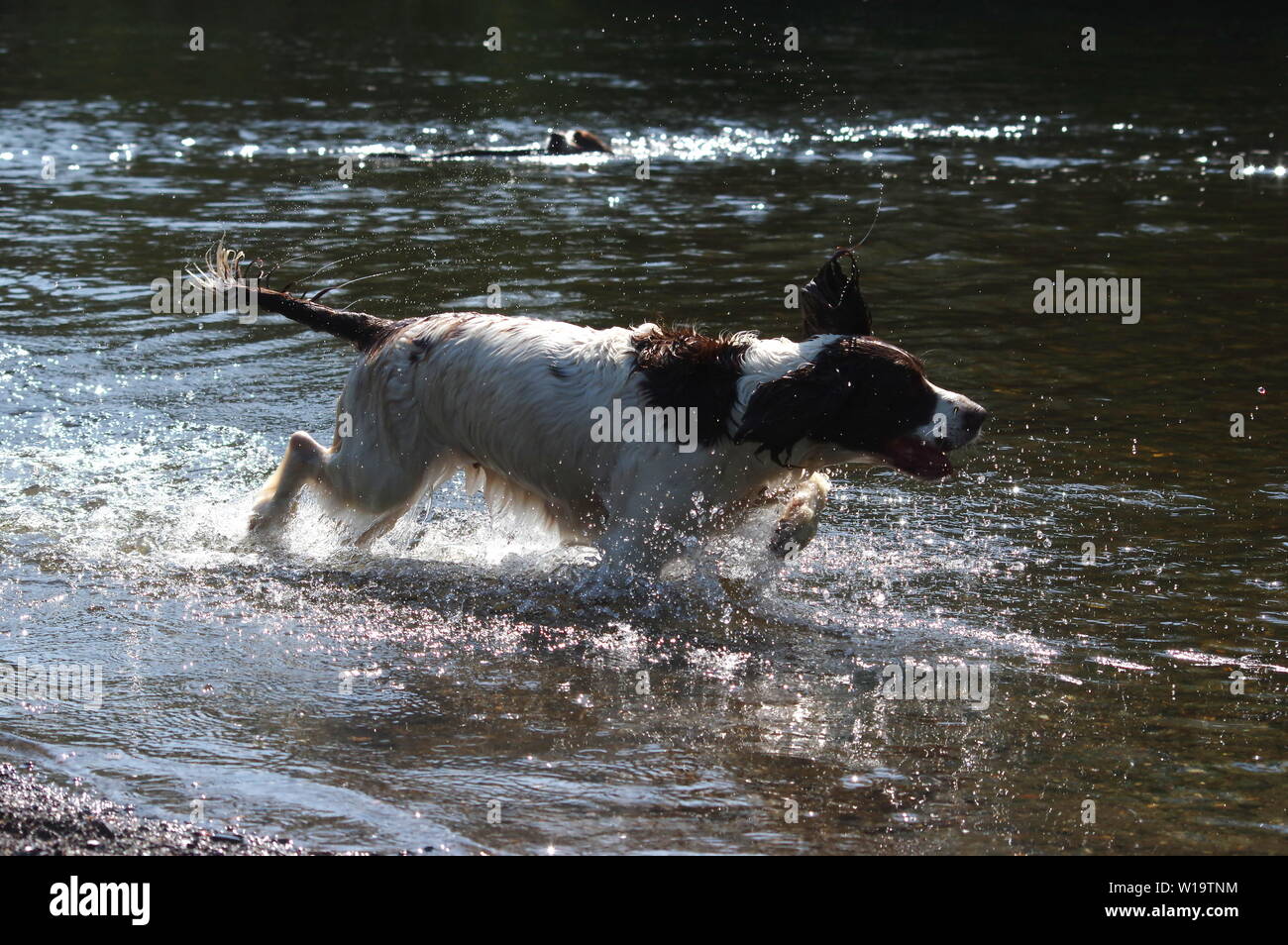 Springer spaniel running into water Stock Photo - Alamy