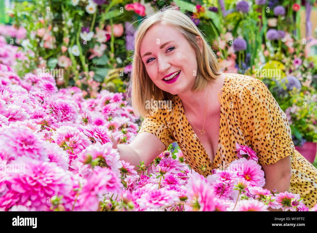 London, UK. 01st July, 2019. Dazzling Dalias - The Hampton Court Garden ...