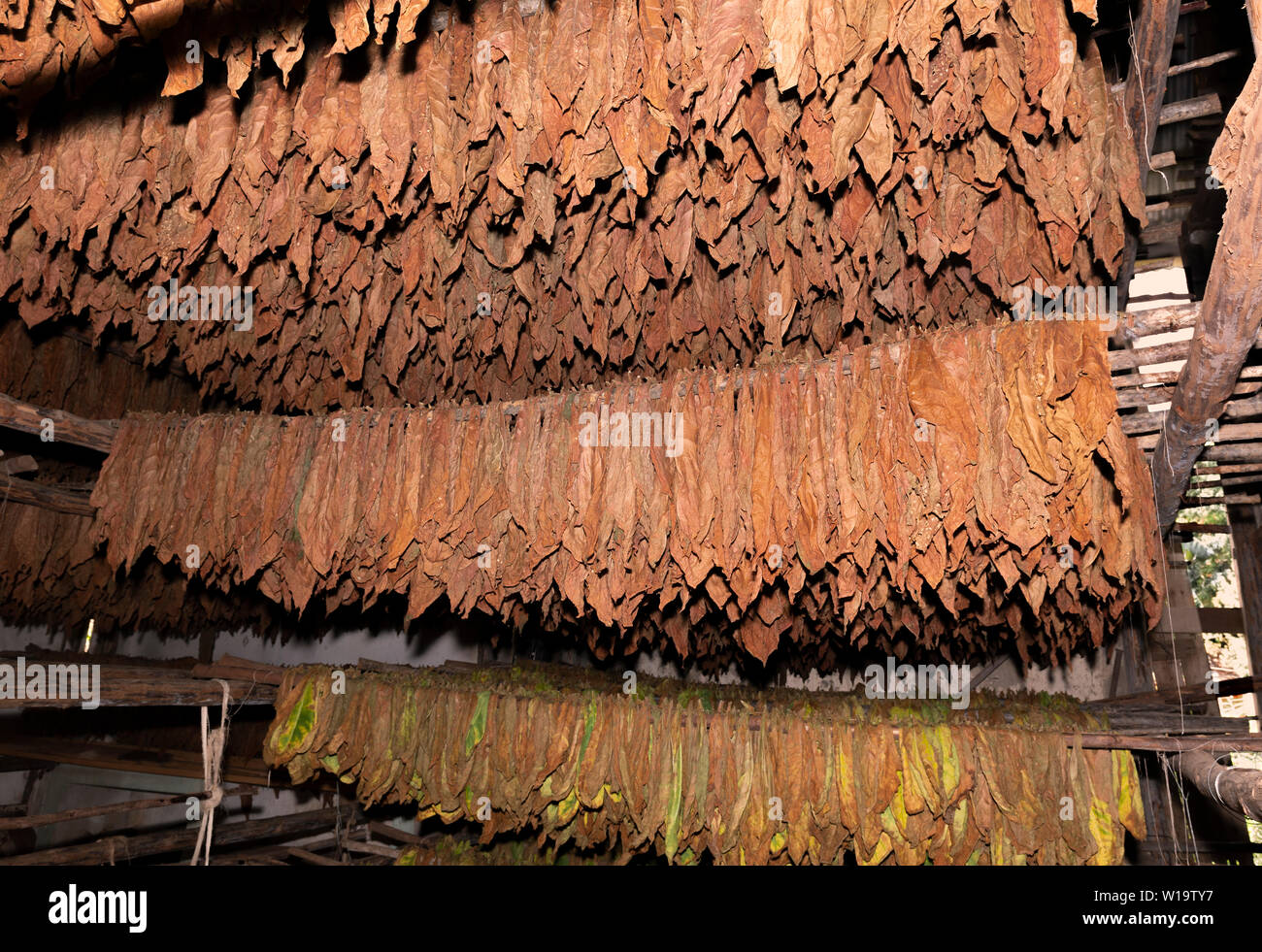 Tobacco curing shed hi-res stock photography and images - Alamy