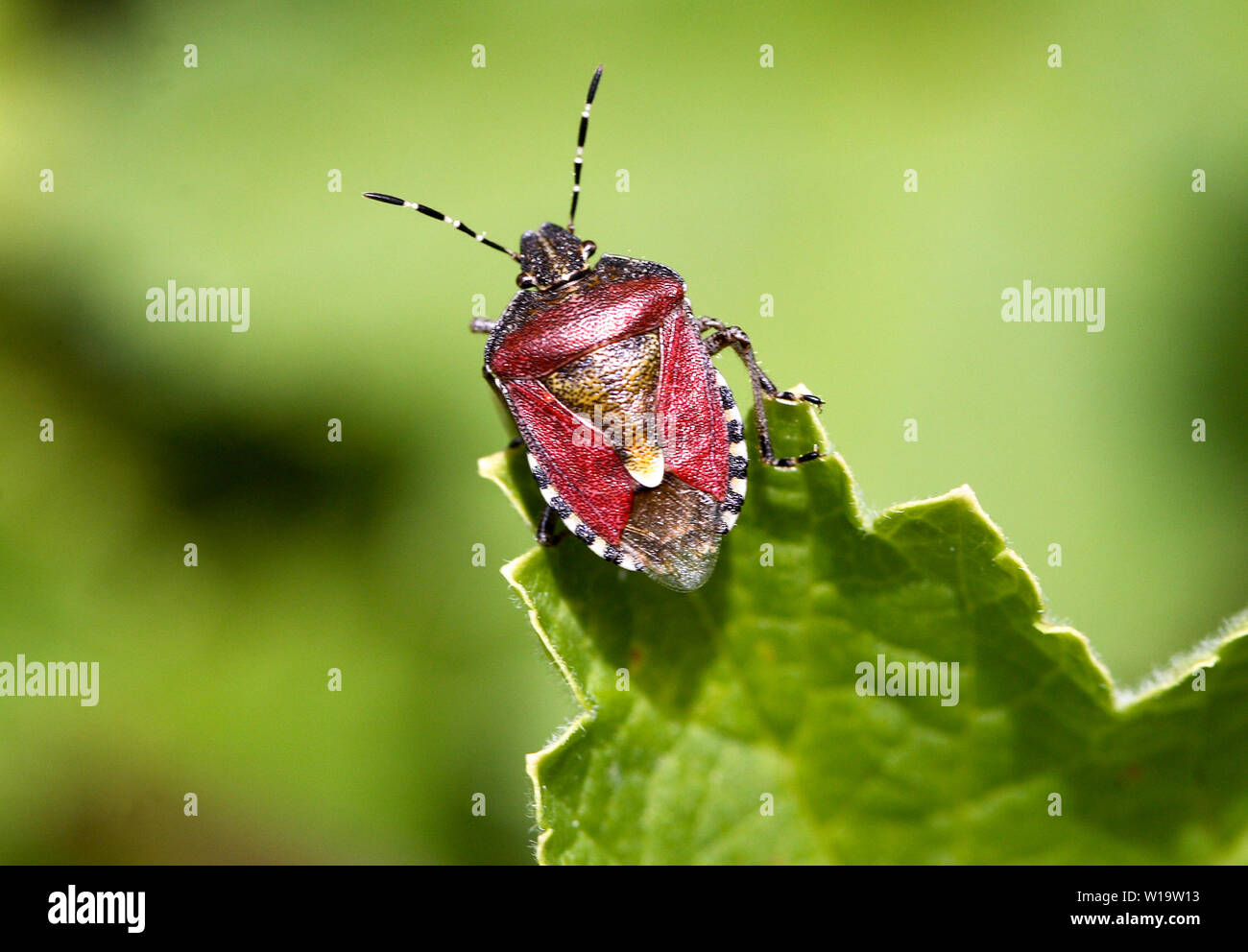 Hemiptera Pentatomidae Stink Bugs (Pentatomidae) Of NZ » Manaaki