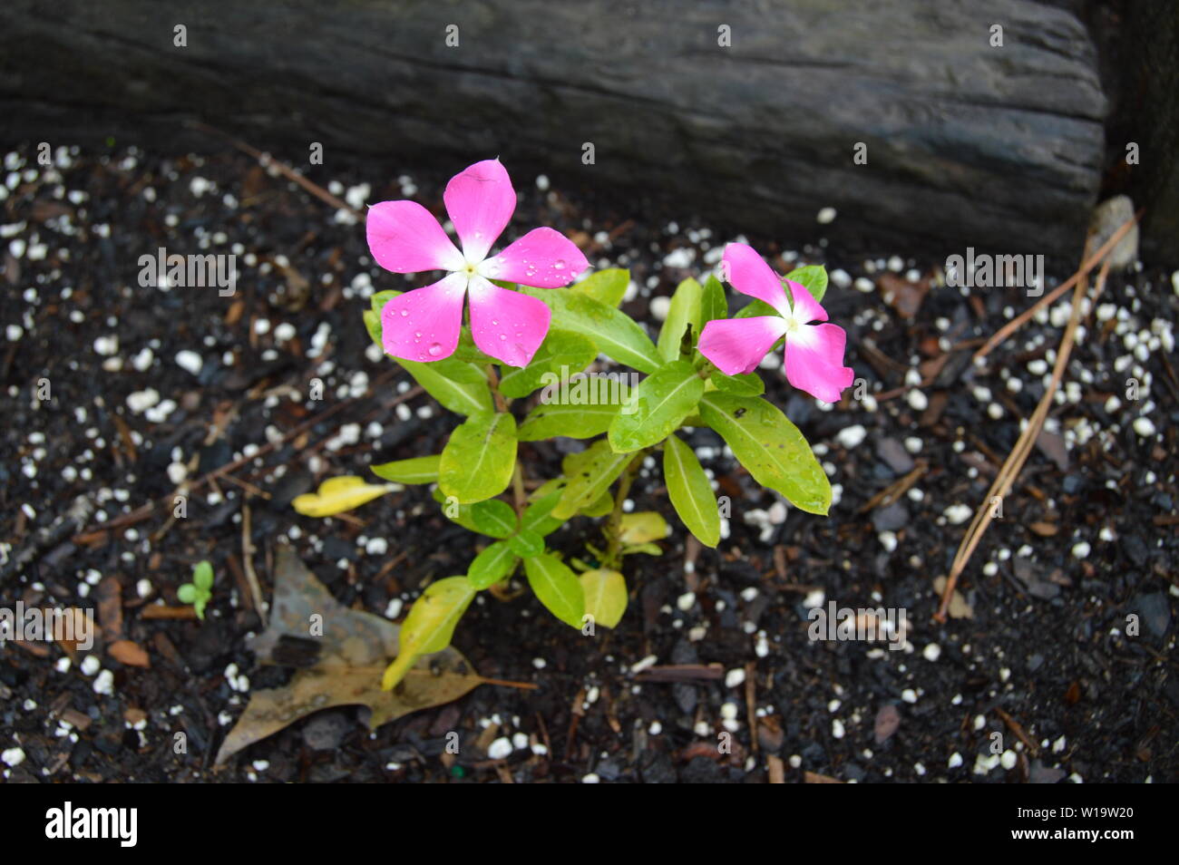 Pink and white summer Vinca plant in a raised flower bed Stock Photo ...