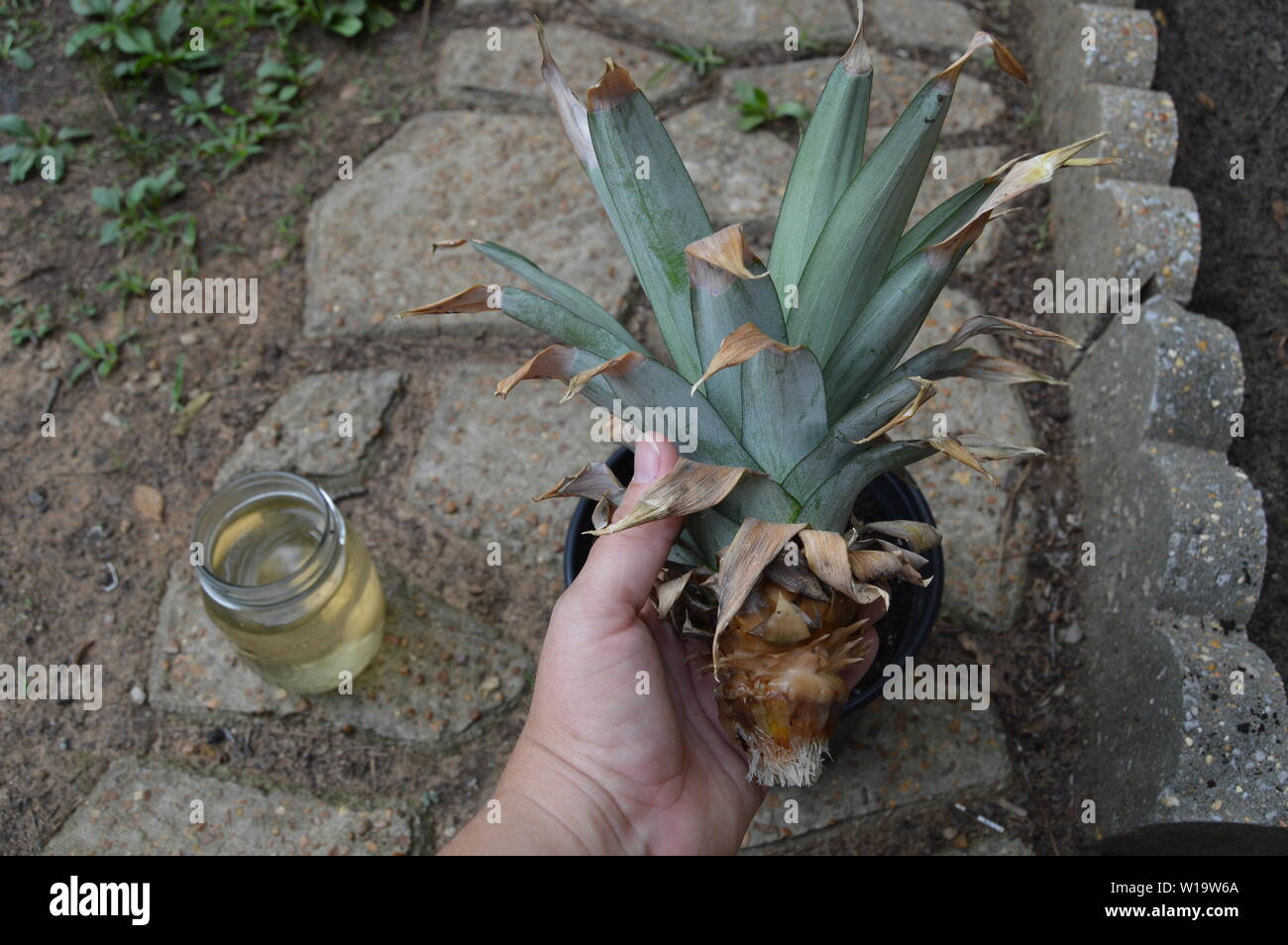 Planting a pineapple plant in a black pot with soil Stock Photo - Alamy