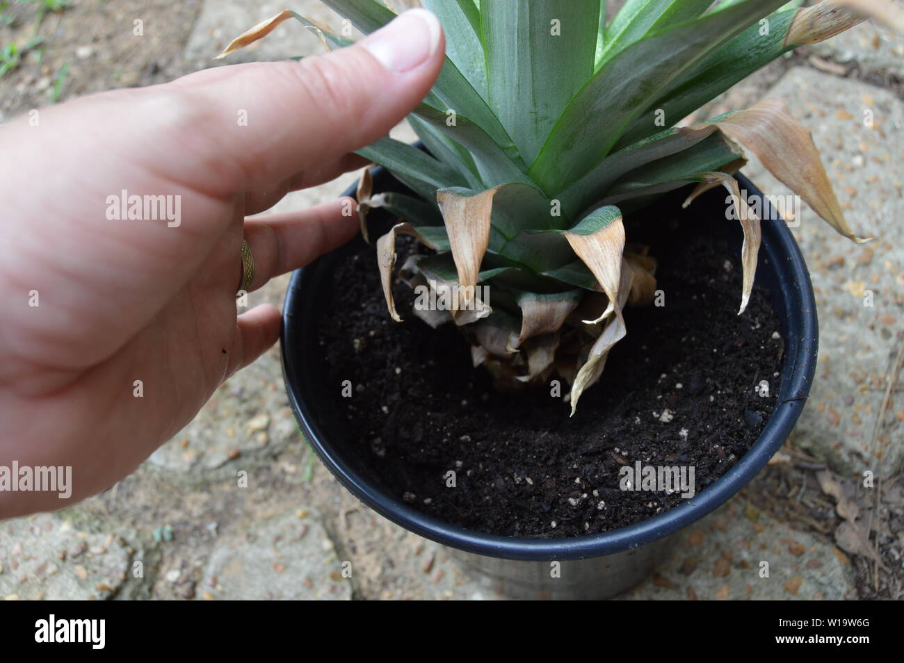 Planting a pineapple plant in a black pot of soil Stock Photo - Alamy
