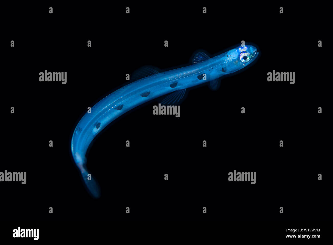 Juvenile synodontidae lizardfish hi-res stock photography and images ...