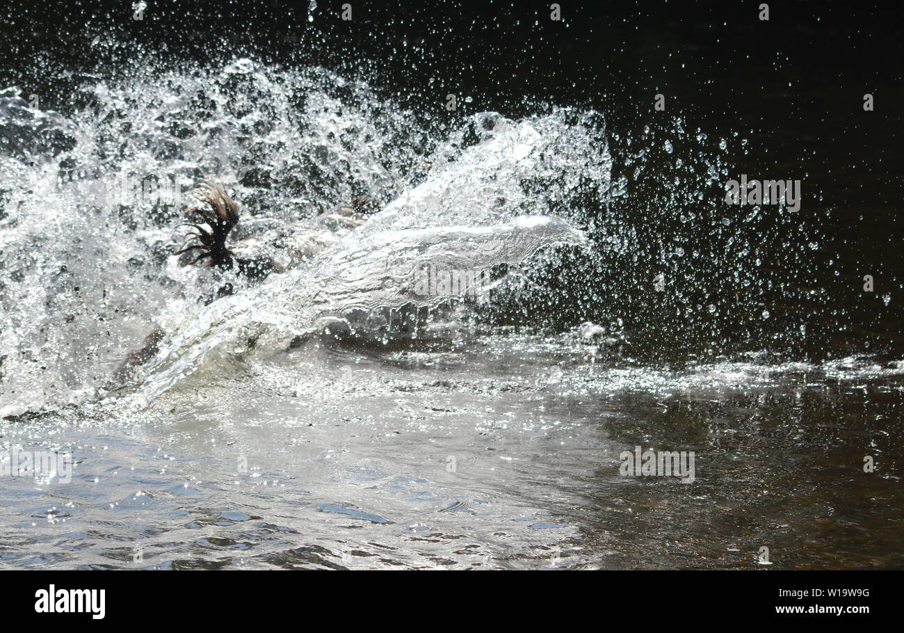 Springer spaniel water splash hi-res stock photography and images - Alamy