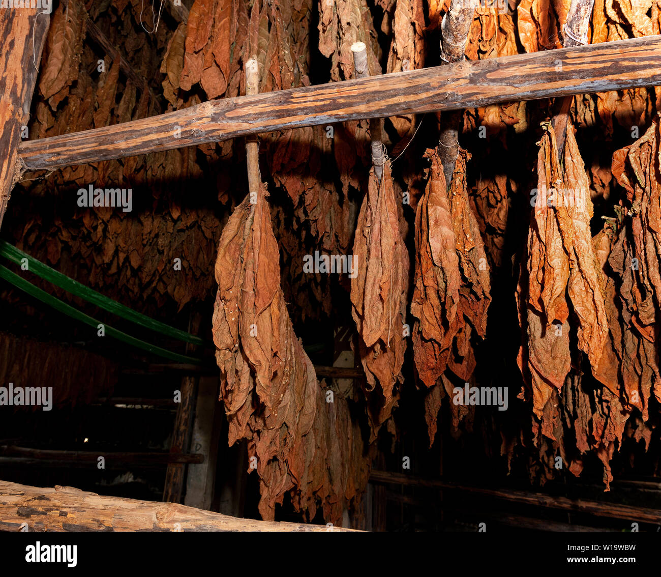 Drying shed full of tobacco leaves being dried in the rural village of ...