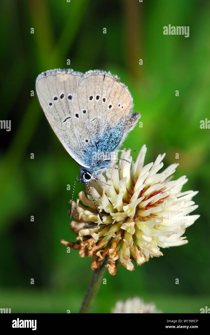 Mazarine blue (polyommatus semiargus) hi-res stock photography and ...