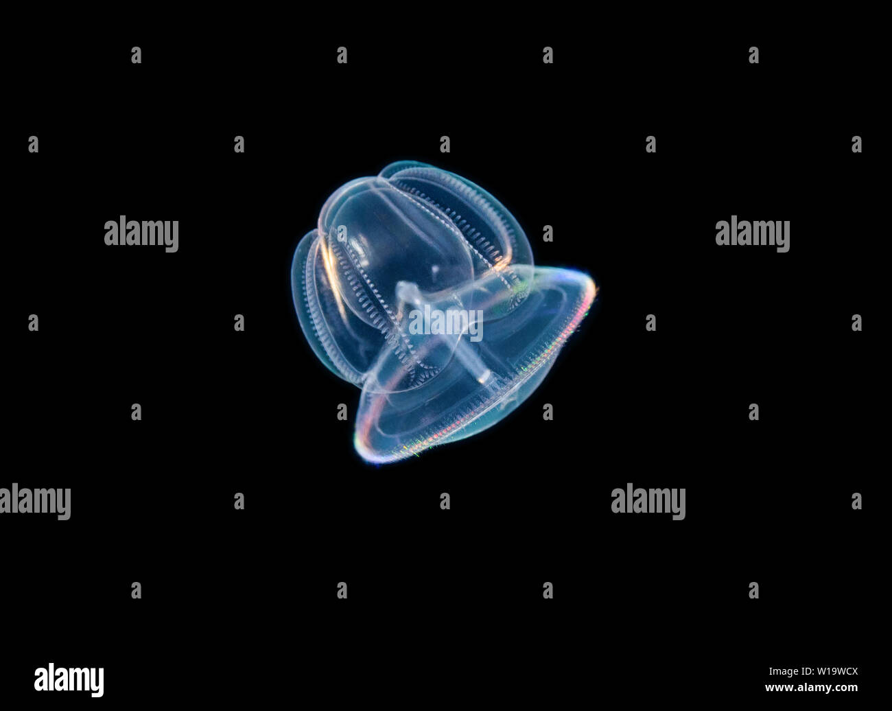 Tornaria larva hi-res stock photography and images - Alamy