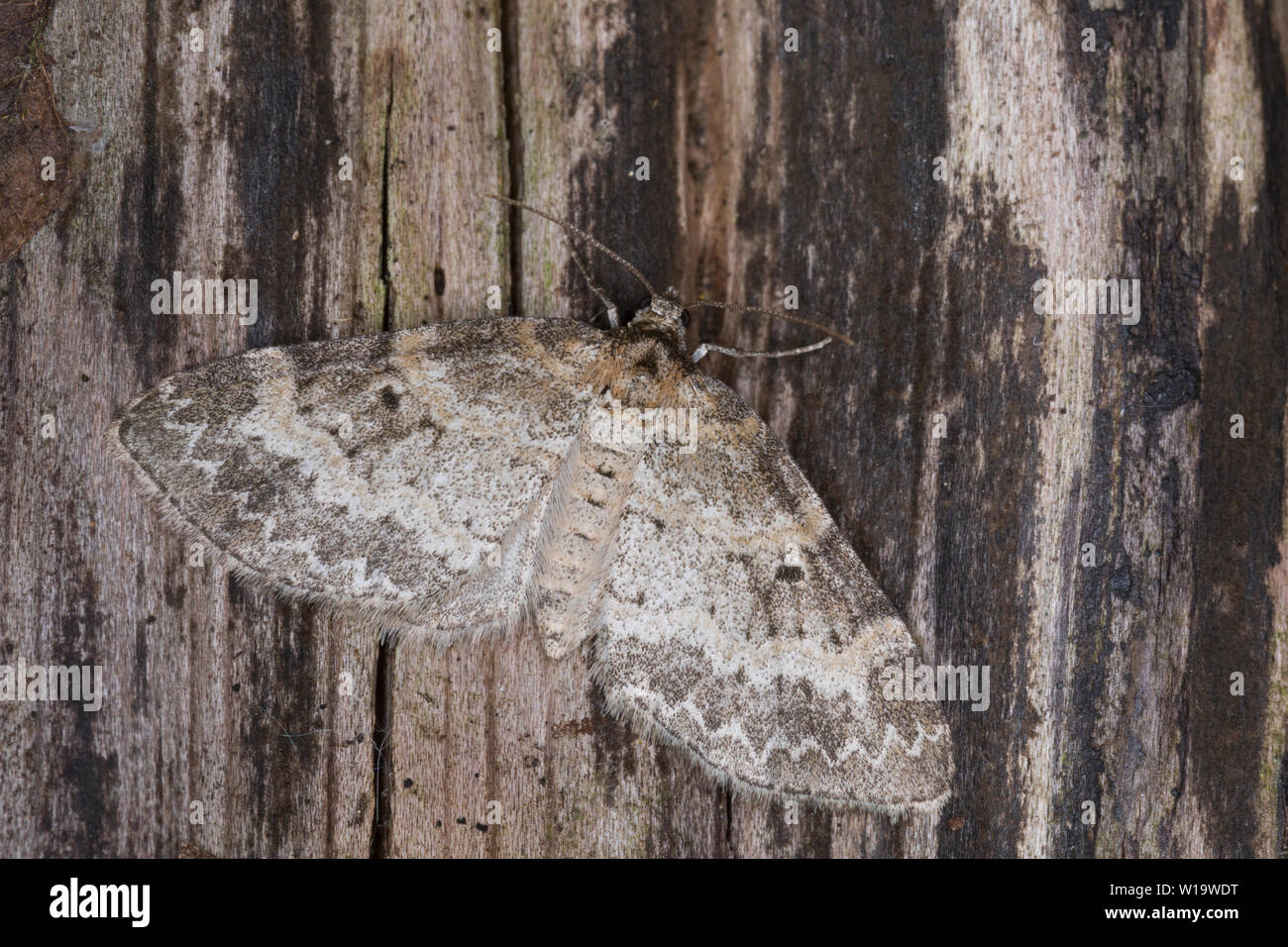 Geometer moth hi-res stock photography and images - Alamy