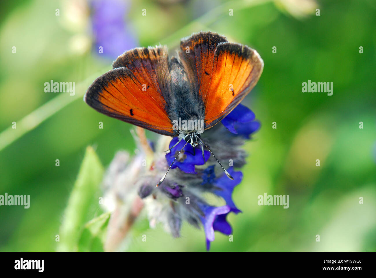 Caucasus insects hi-res stock photography and images - Alamy