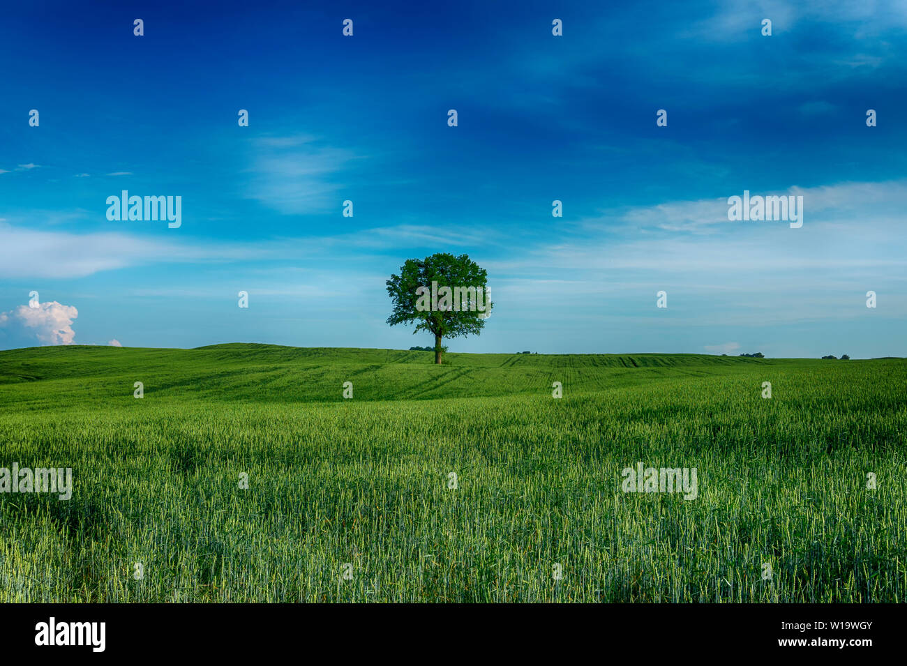 Colorful clouds over a green spring wheat field at sunset with a lone ...