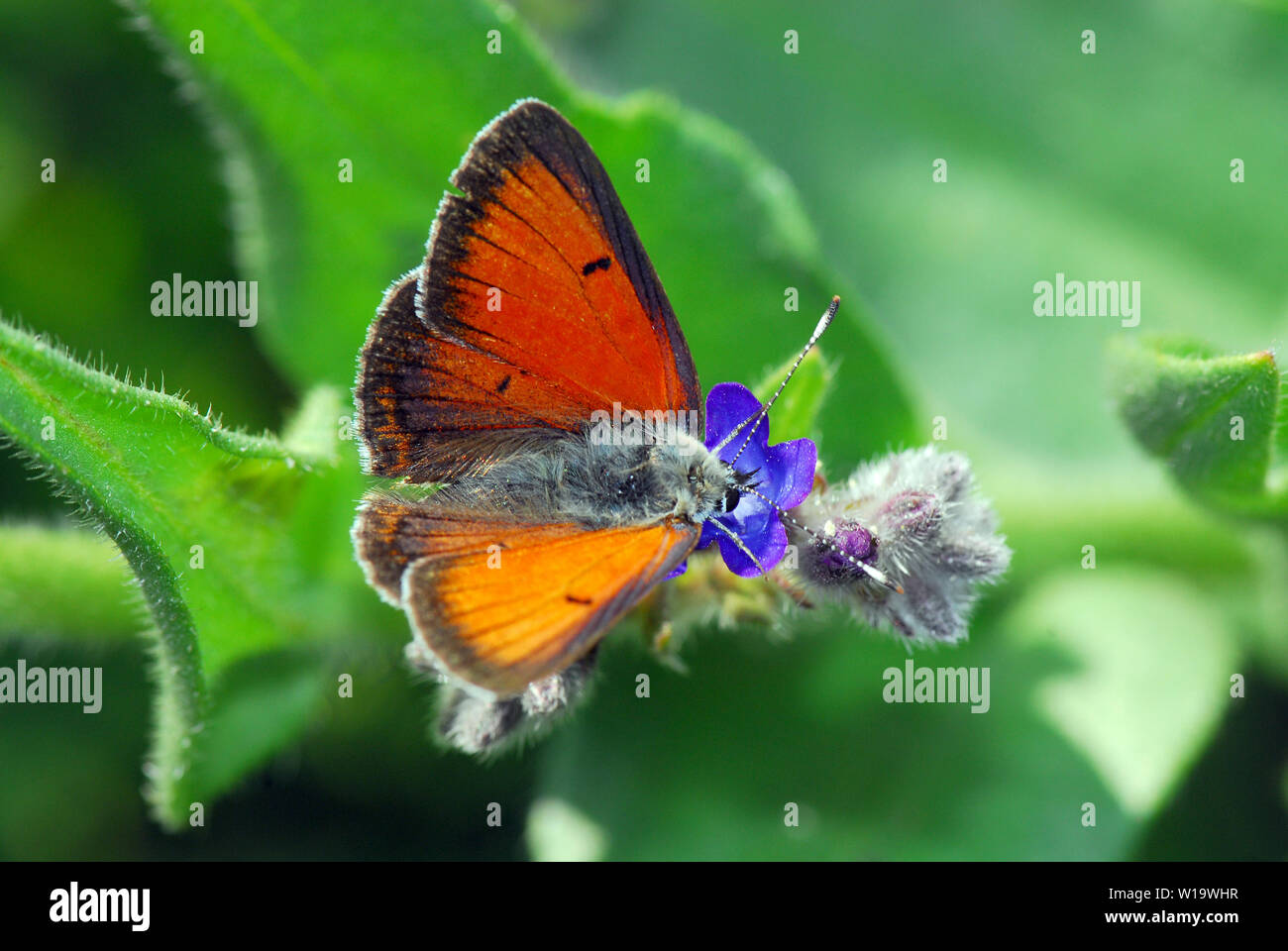 Caucasus insects hi-res stock photography and images - Alamy