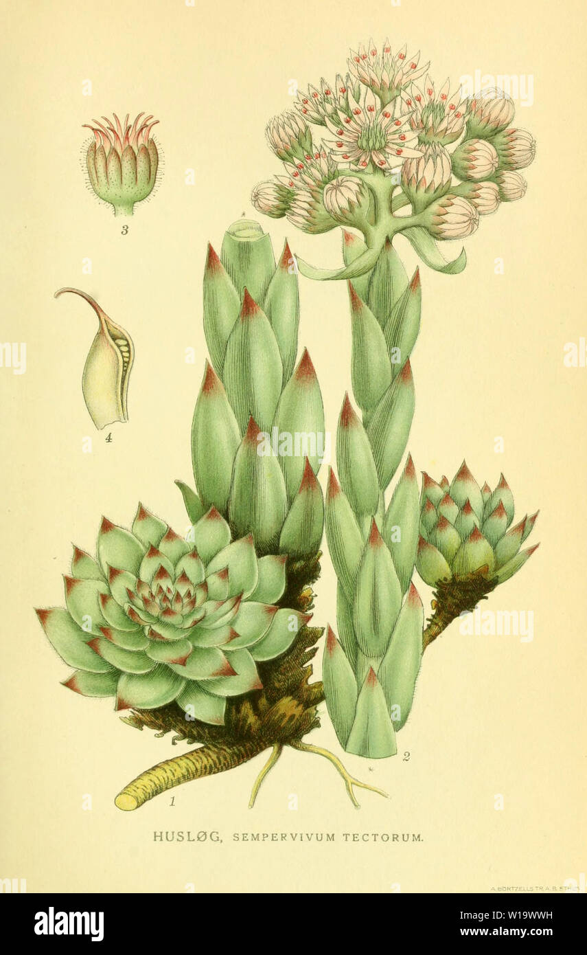 Beautiful vintage hand drawn illustrations of plants and flowers from ...