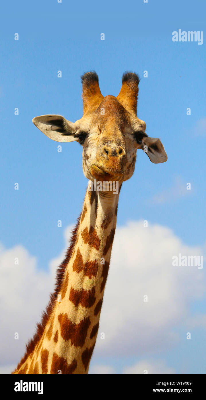 Giraffe Laughing