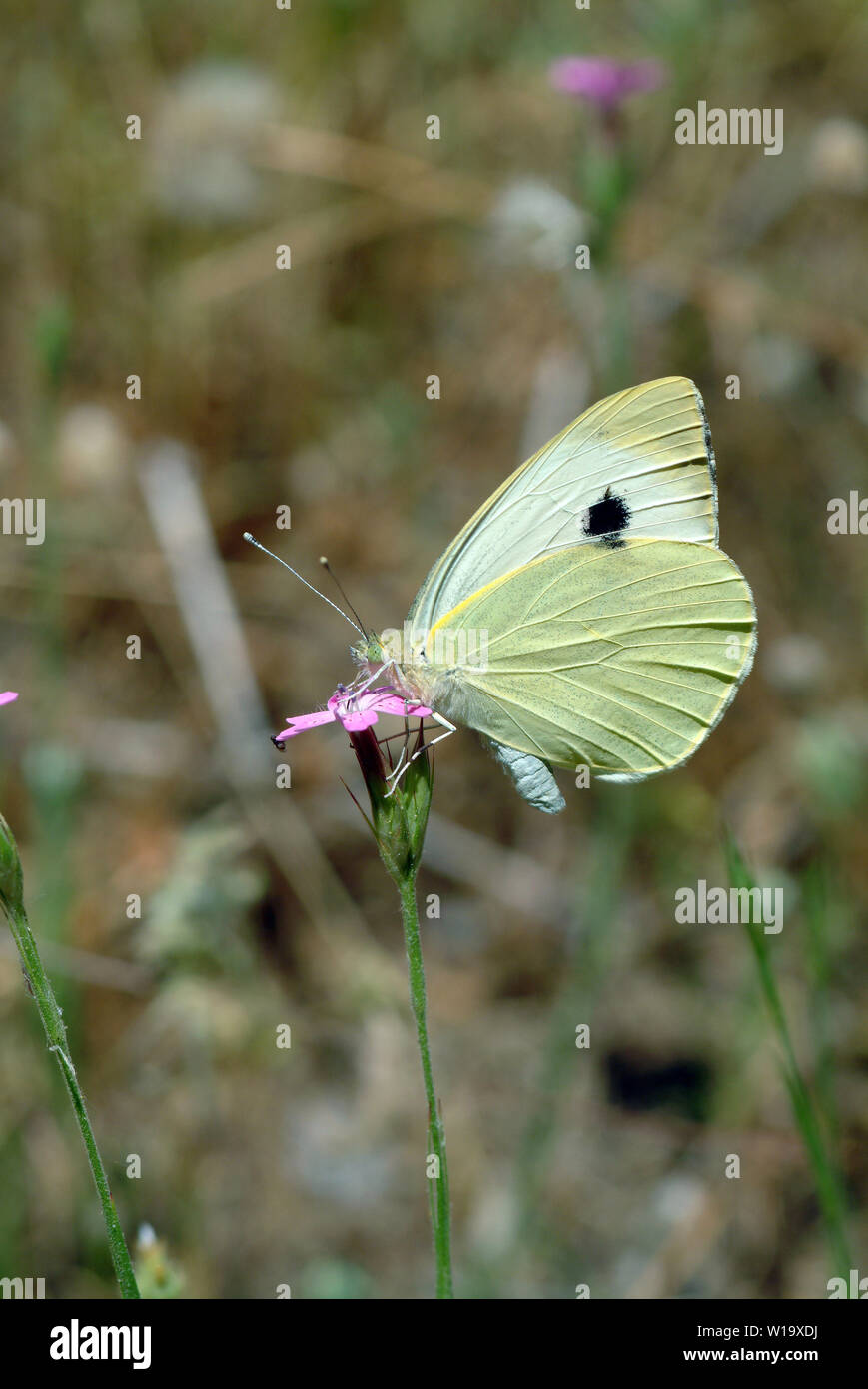 large white, large cabbage white, Großer Kohlweißling, Piéride du chou ...