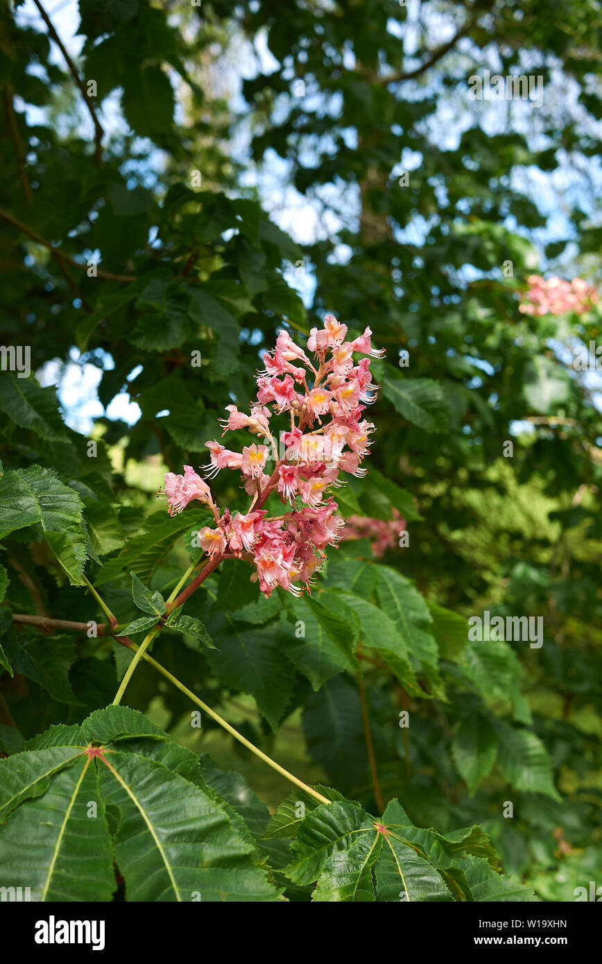 Red spring flowers of red horse chestnut aesculus x carnea hi-res stock ...
