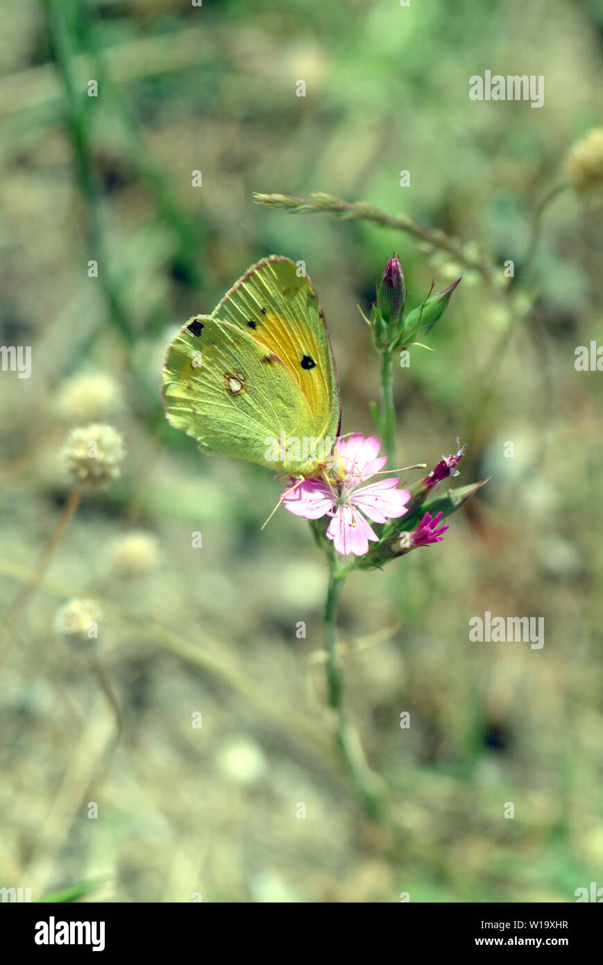 Postillon hi-res stock photography and images - Alamy