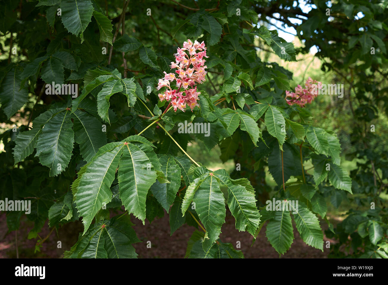 pink flowers of Aesculus x carnea tree Stock Photo - Alamy
