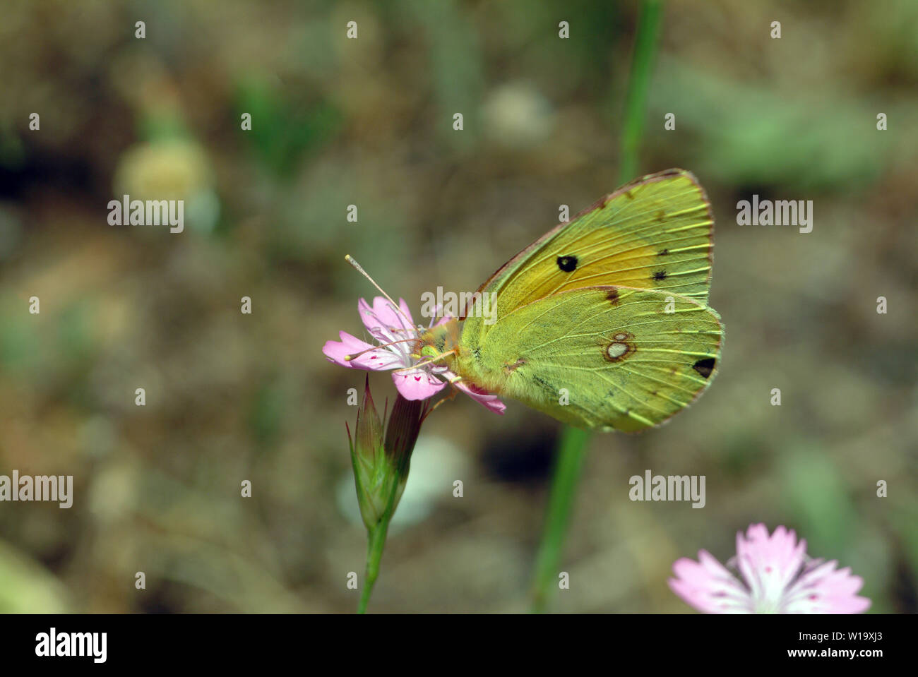Postillon butterfly hi-res stock photography and images - Alamy