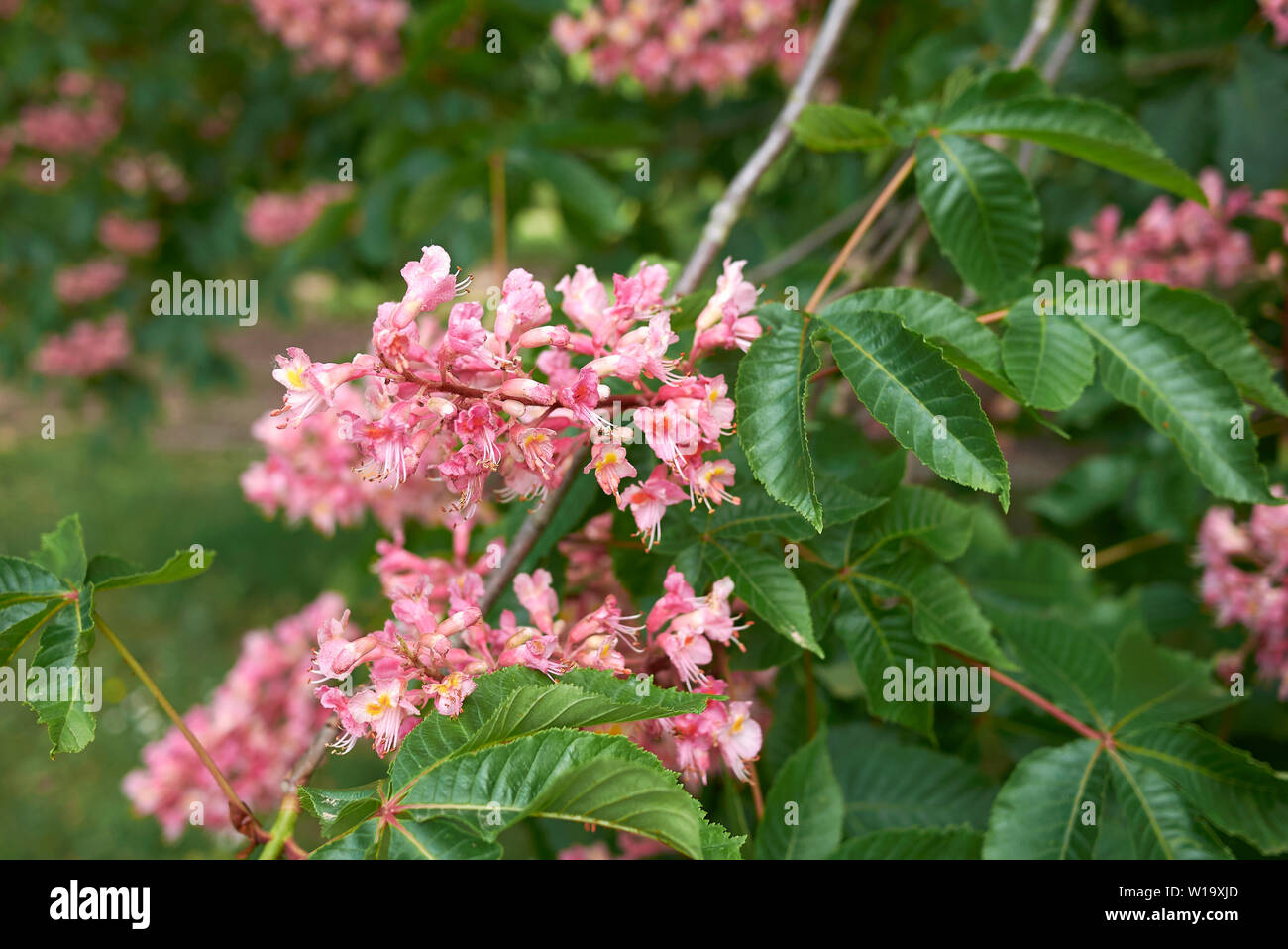 pink flowers of Aesculus x carnea tree Stock Photo - Alamy