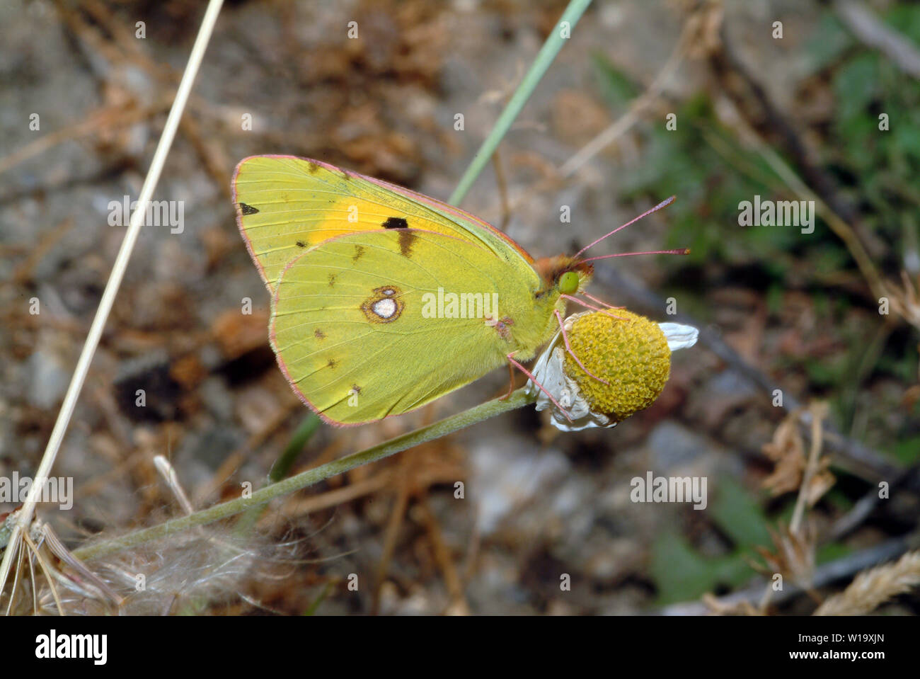 Postillon hi-res stock photography and images - Alamy